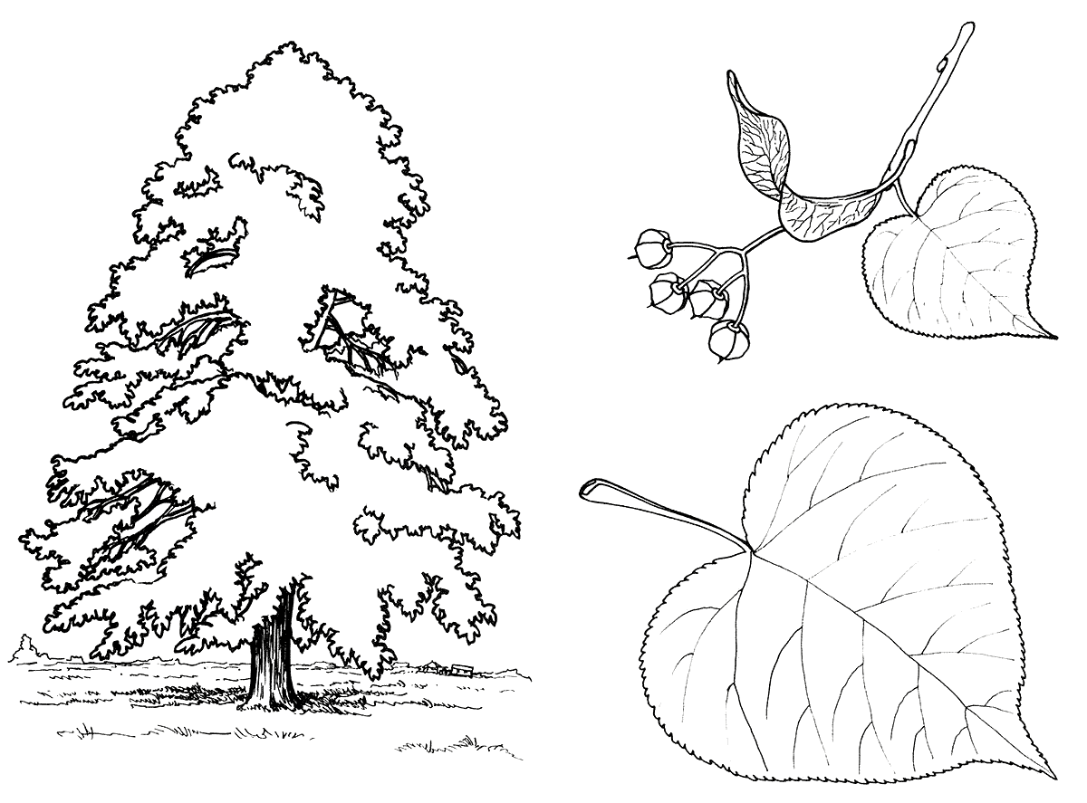 Coloriage - Tilleul Coloriage - Tilleul