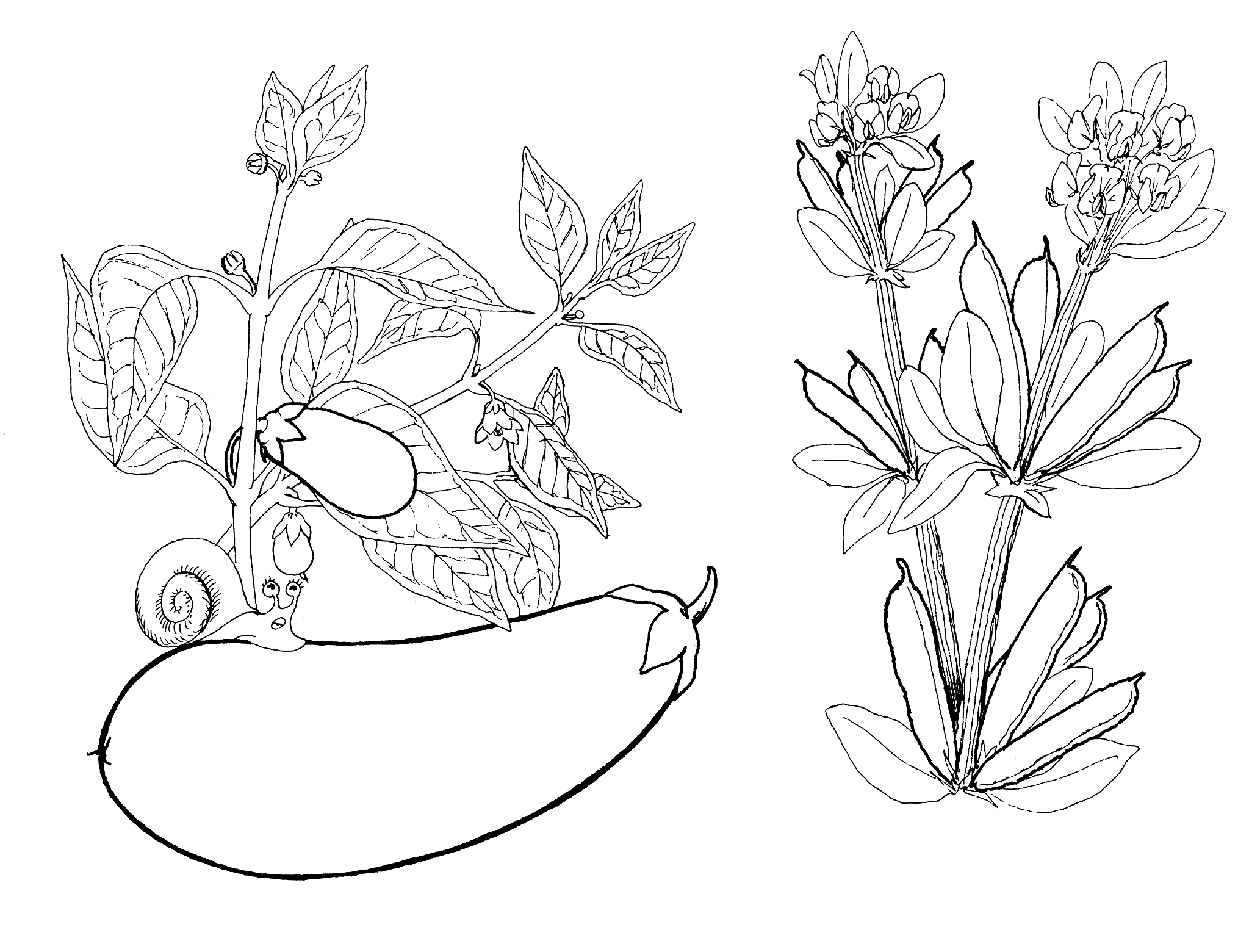 Coloriage De Courgettes